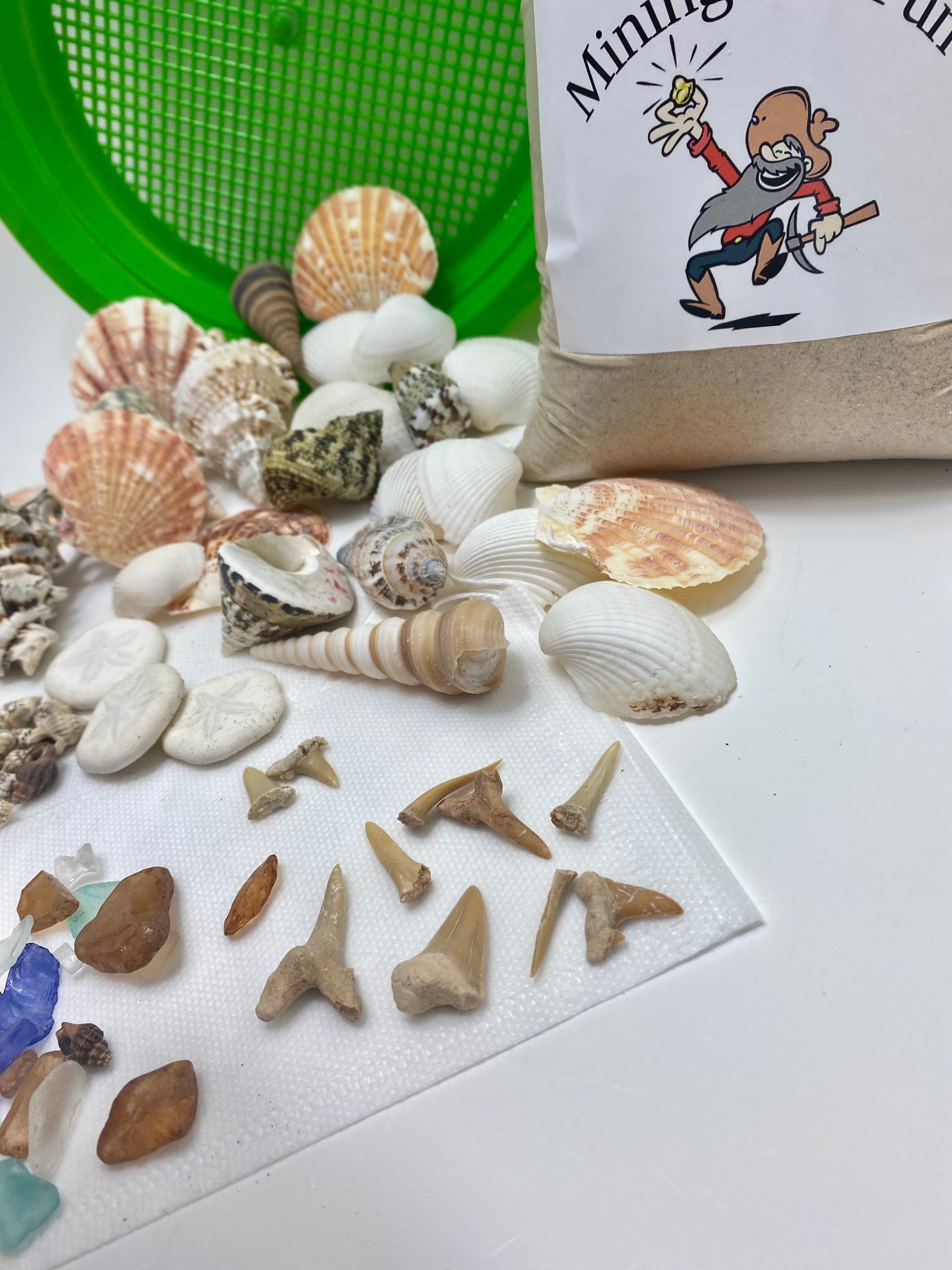 EXTRA LARGE 7 Lb 60 Piece Beach Comber Shell Shark Tooth - Etsy