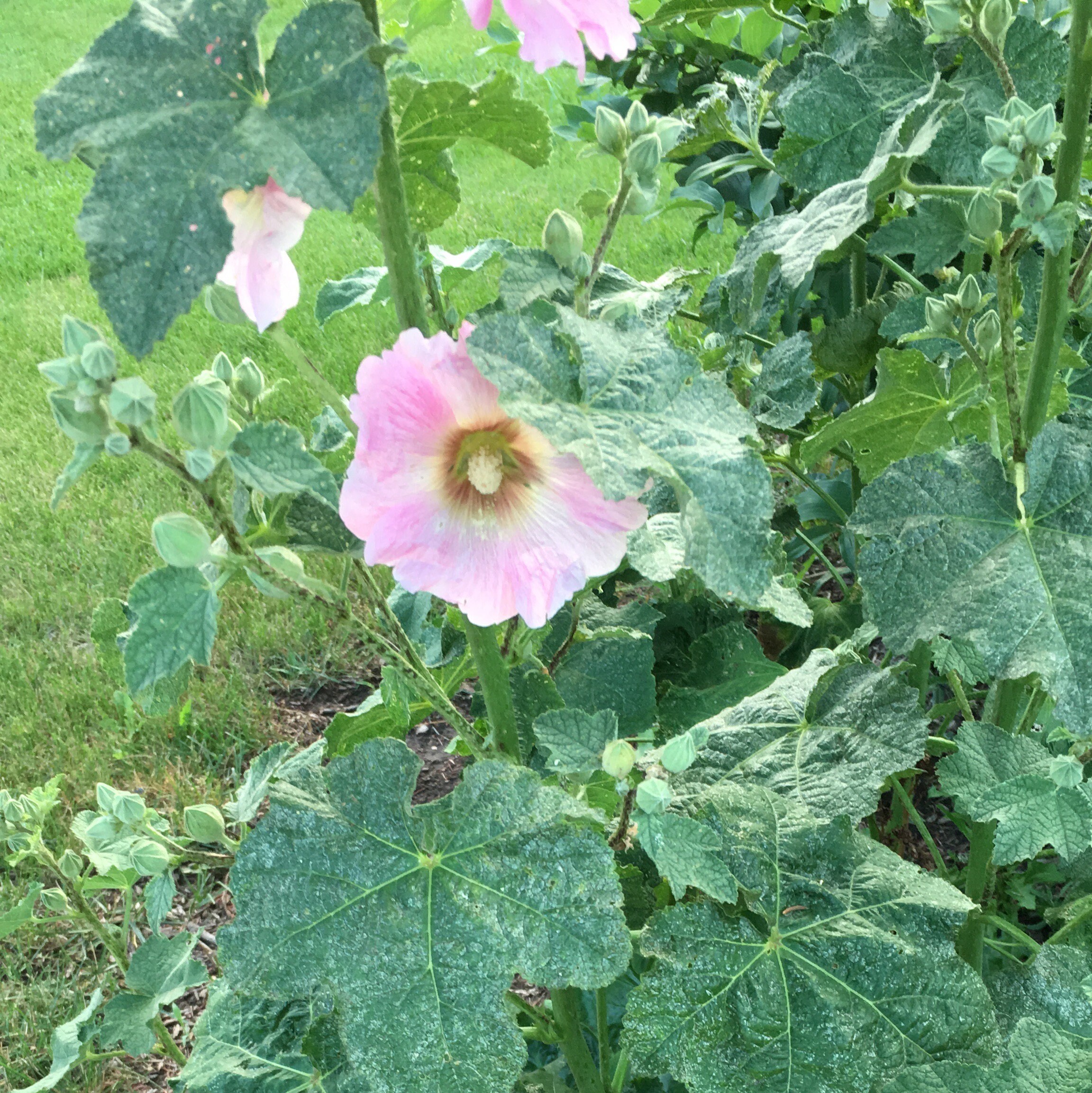 Hollyhock seeds Light Pink 25 seeds per order. Free | Etsy