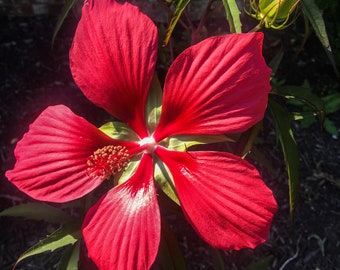 Texas Star Hibiscus Plant | Etsy