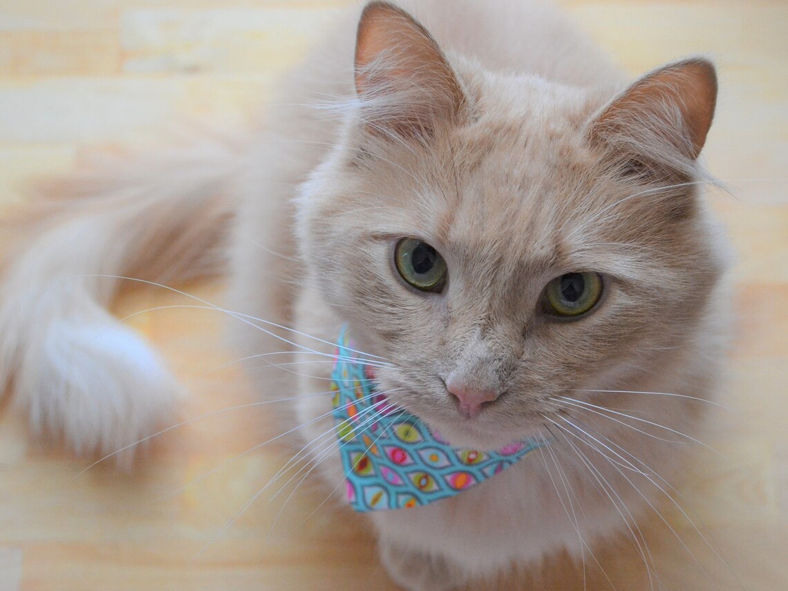 Cat Bandana Blue Cat Eye Pattern Over the Collar - Etsy