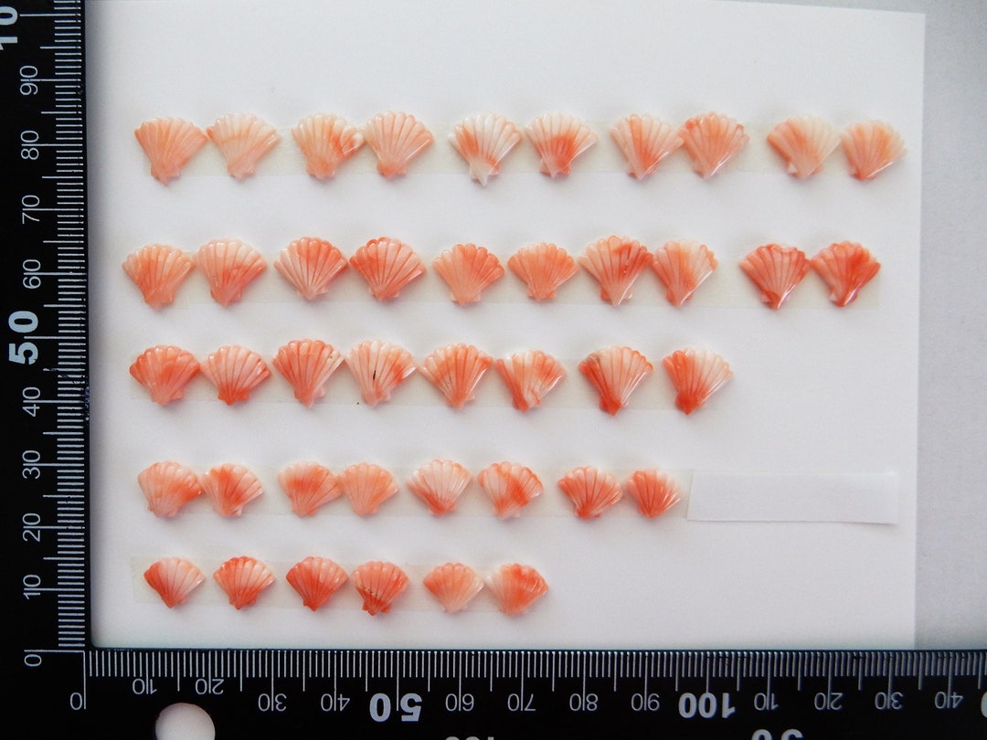 Natural Coral Carvings, Seashell Shell Shaped Coral for Jewelry, Real ...