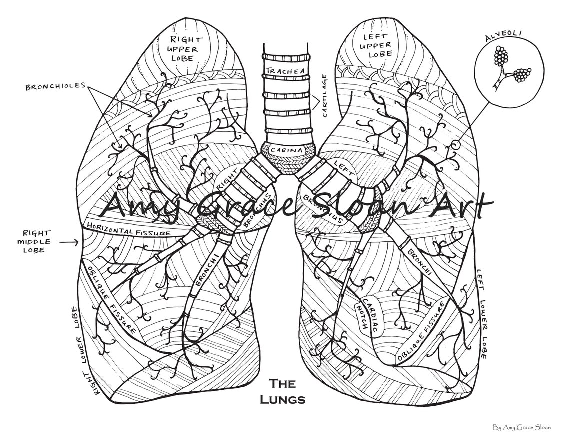Human Anatomy Coloring Pages | Etsy