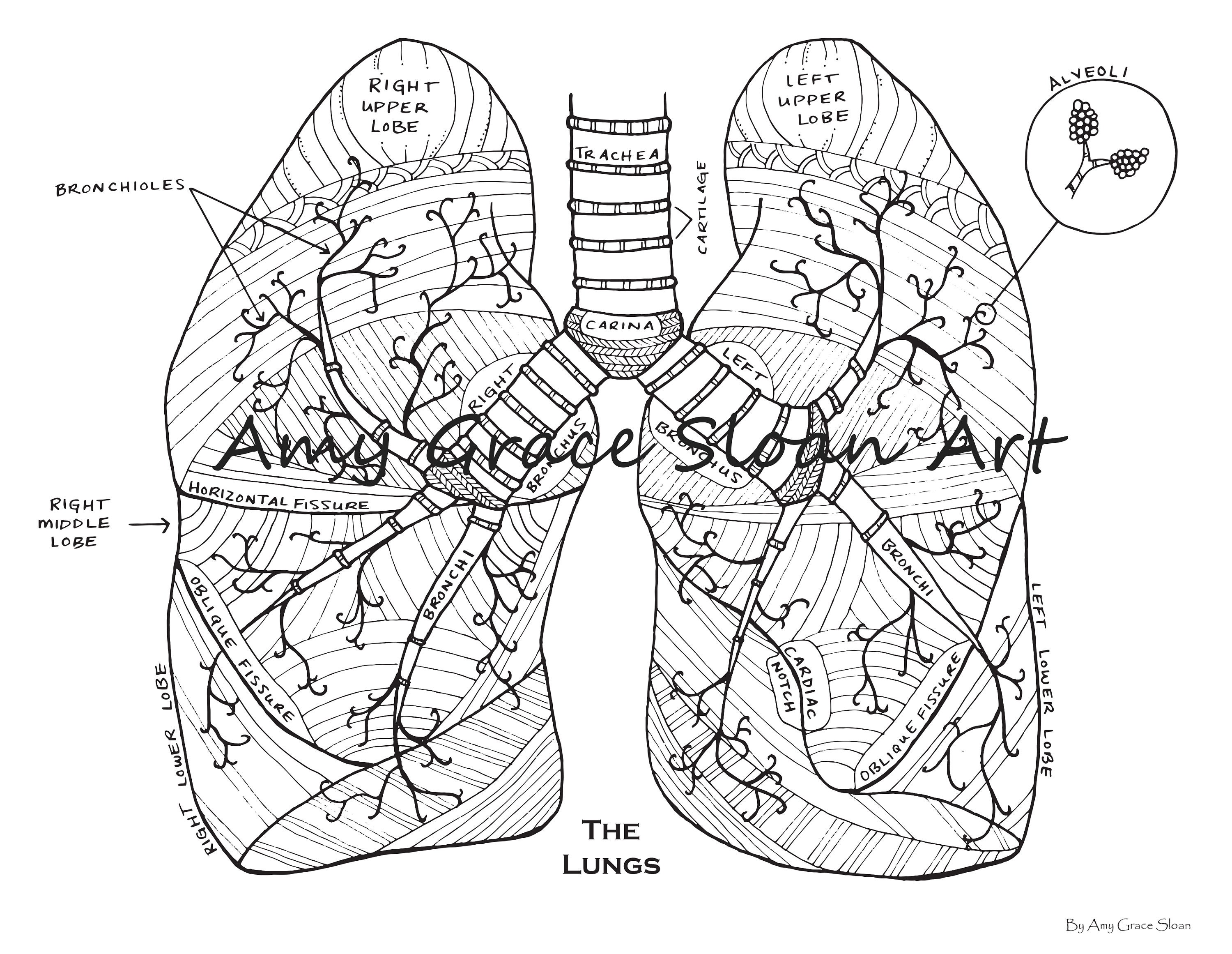 Human Lungs Coloring Page