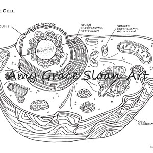 Human Anatomy Coloring Pages - Etsy