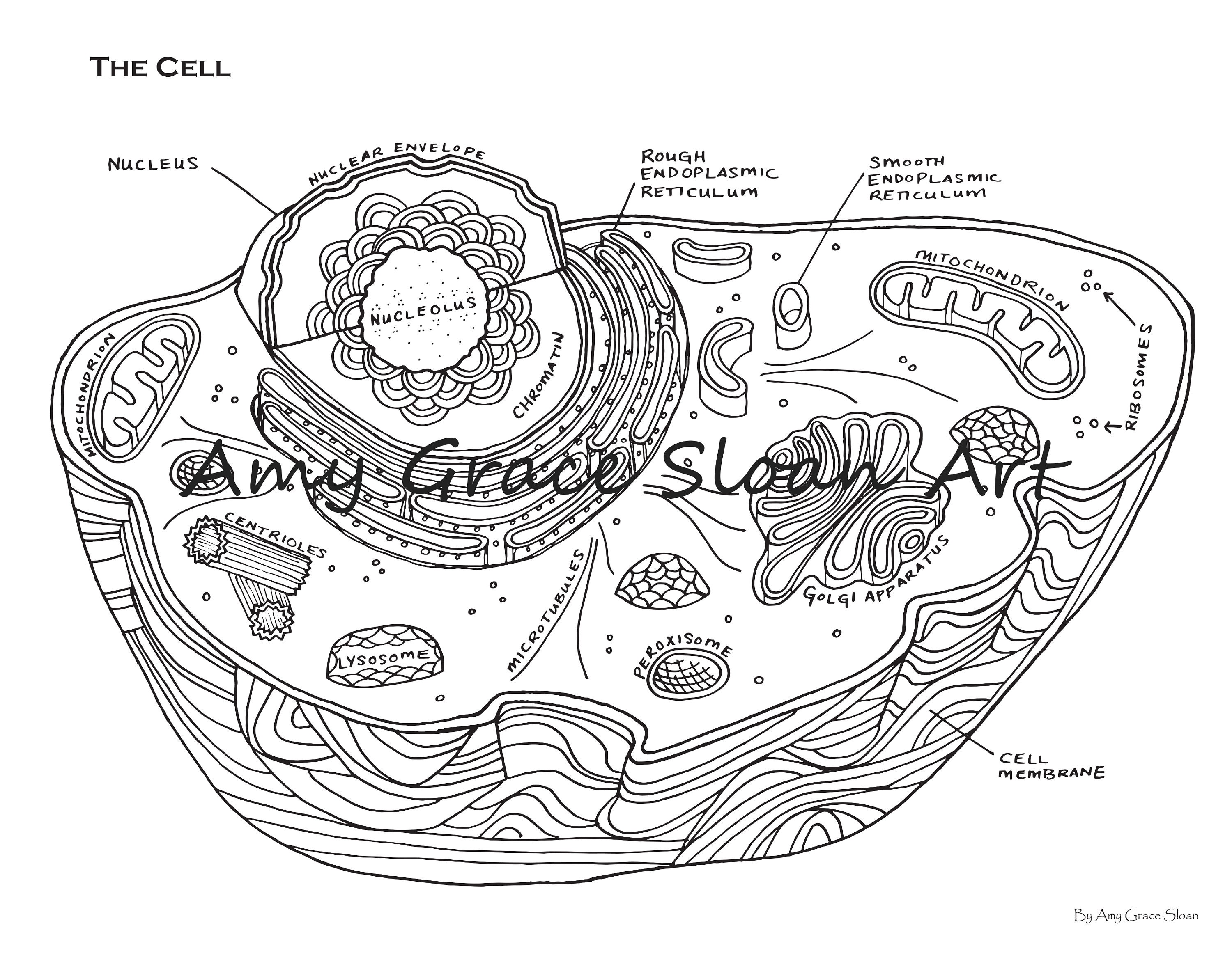 Human Anatomy Coloring Pages - Etsy