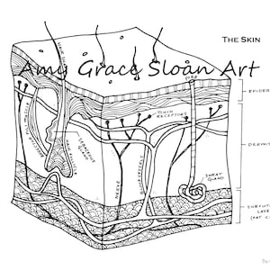 Human Anatomy Coloring Pages - Etsy