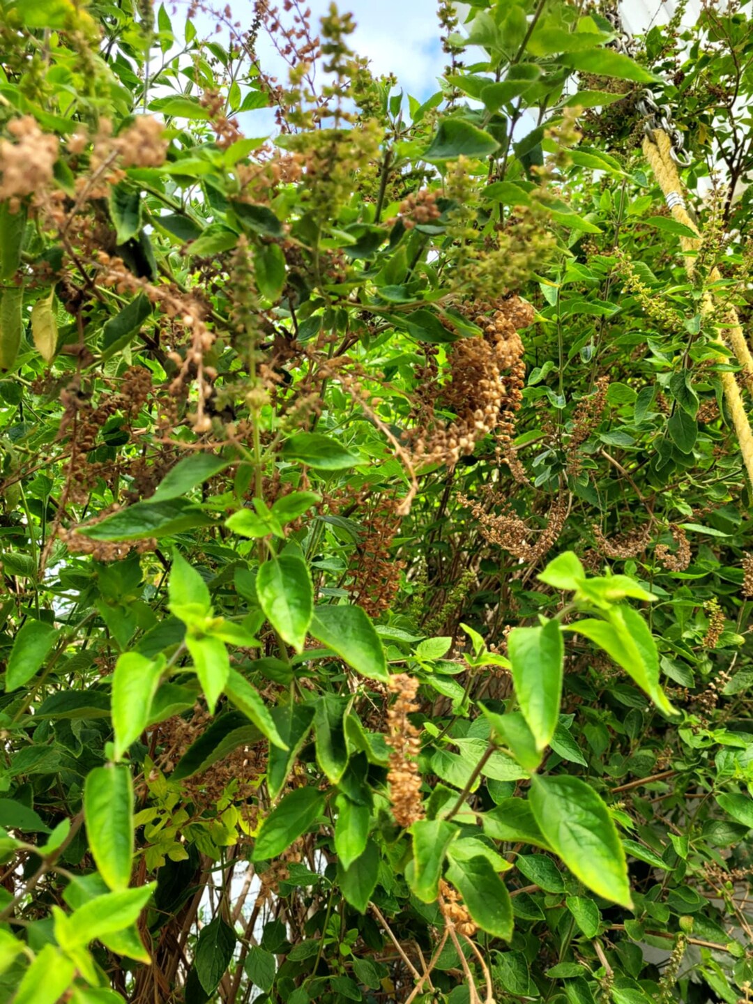 100+ Organic Ocimum Gratissimum Seeds,african Tree Basil,home Grown in ...