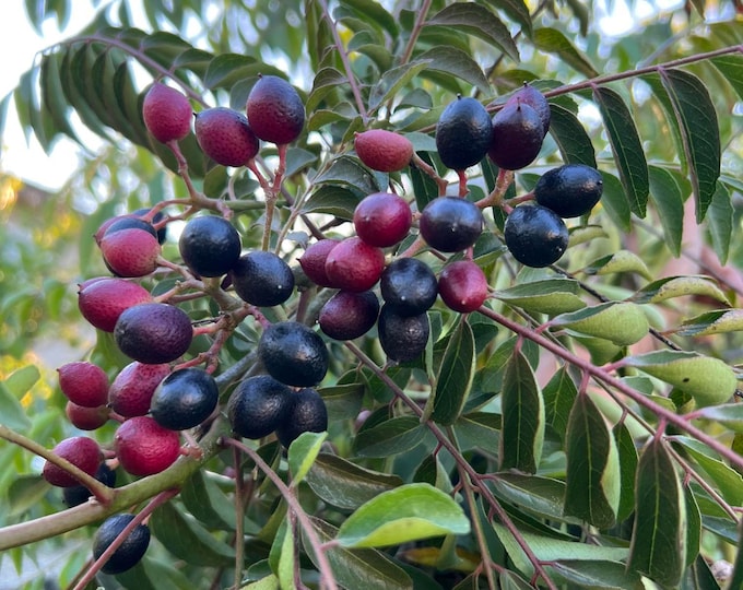 Curry Leaf Plant Seeds 10 Grown in USA Freshly Harvested Murraya ...