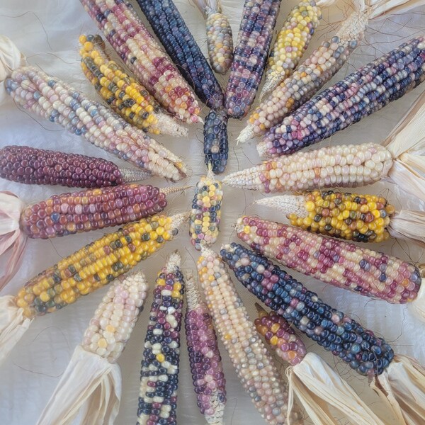 Glass Gem Corn - Etsy