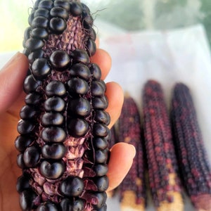 50+ Organic Jimmy Red Corn Seeds for Planting, Harvested 2024. Home ...
