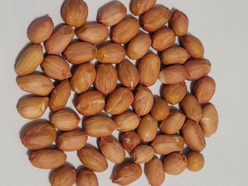 50 Spanish Peanuts Seeds for Planting High Rate Successful - Etsy