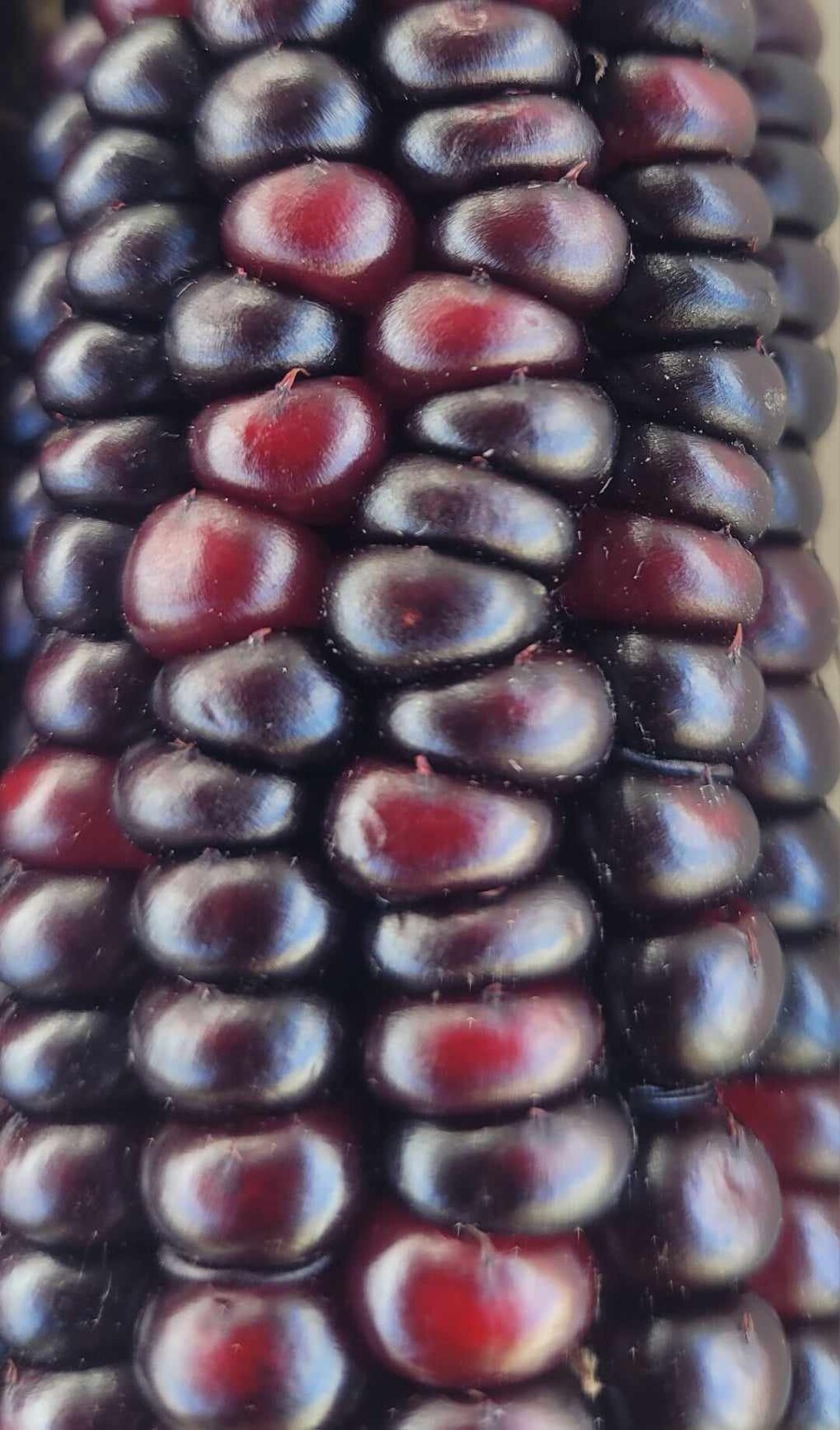 100 Organic Jimmy Red Corn Seeds, for Planting Harvested 2023. Home ...