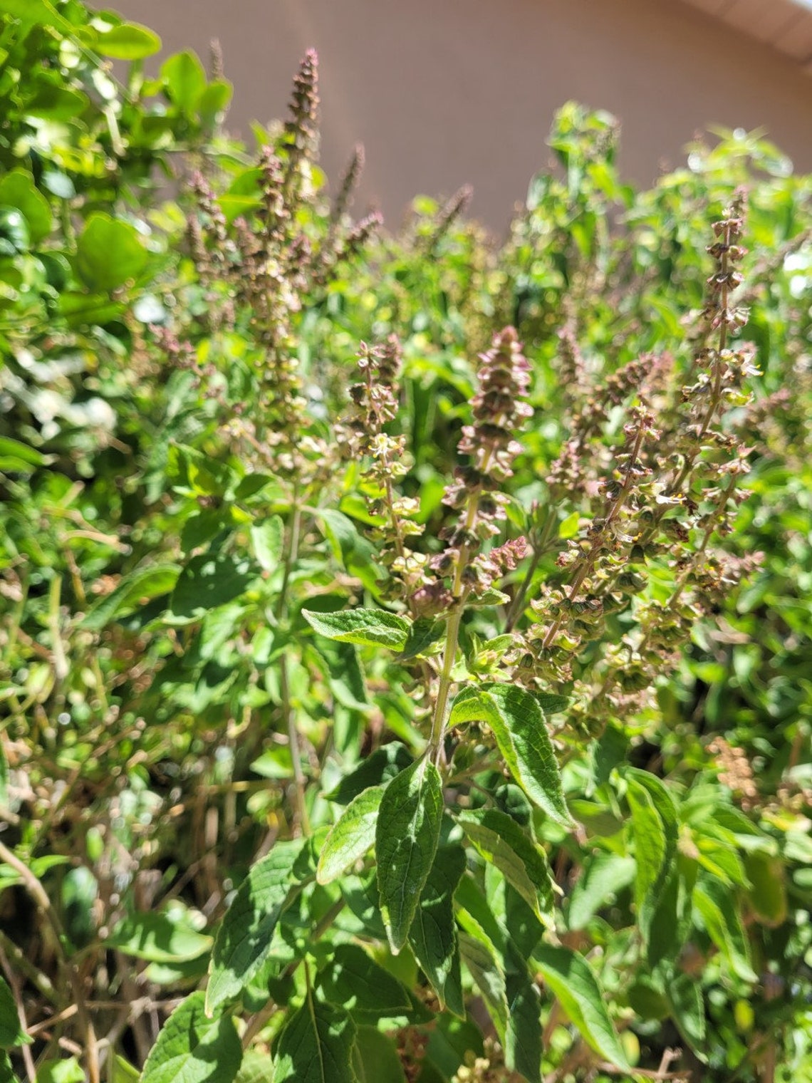Ocimum Gratissimum o African Tree Basil 30 SeedsOrganic Home | Etsy