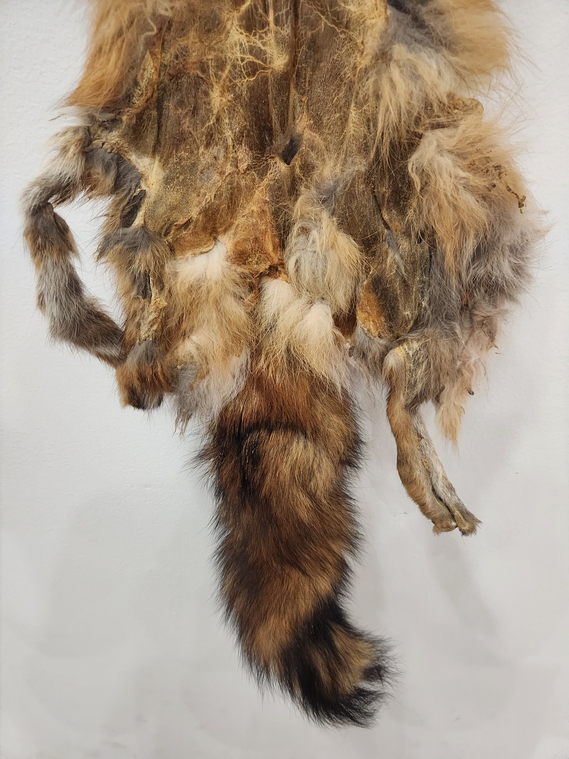 Tanned Red Fox Pelt Red Fox Fur - Etsy