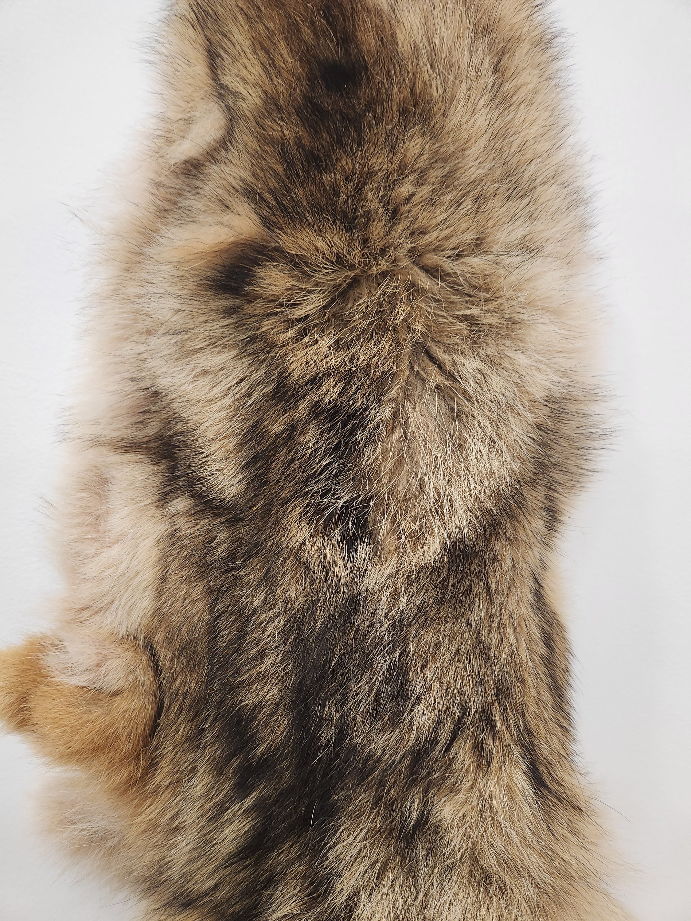 Tanned Coyote Pelt , Coyote Fur - Etsy