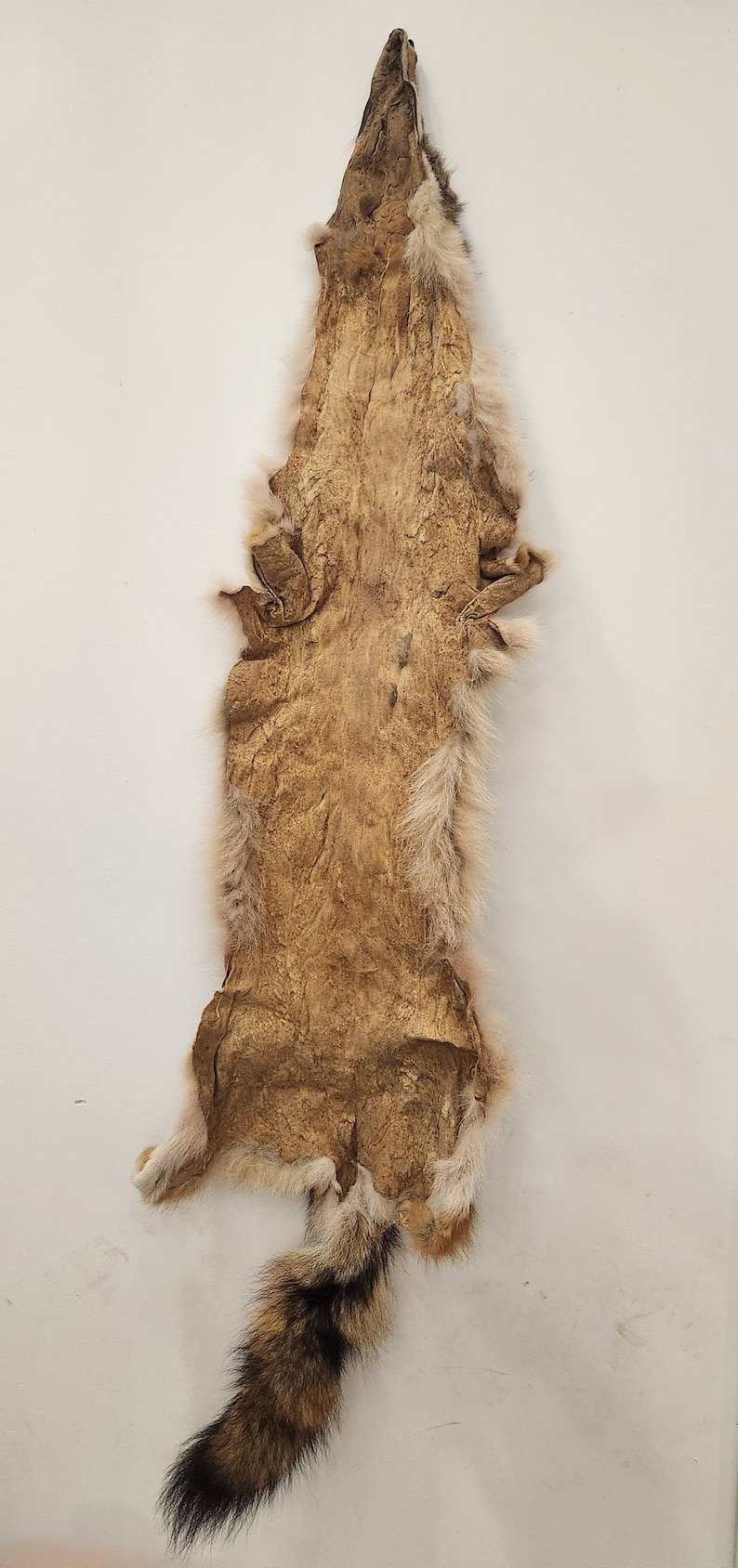 Tanned Coyote Pelt , Coyote Fur - Etsy