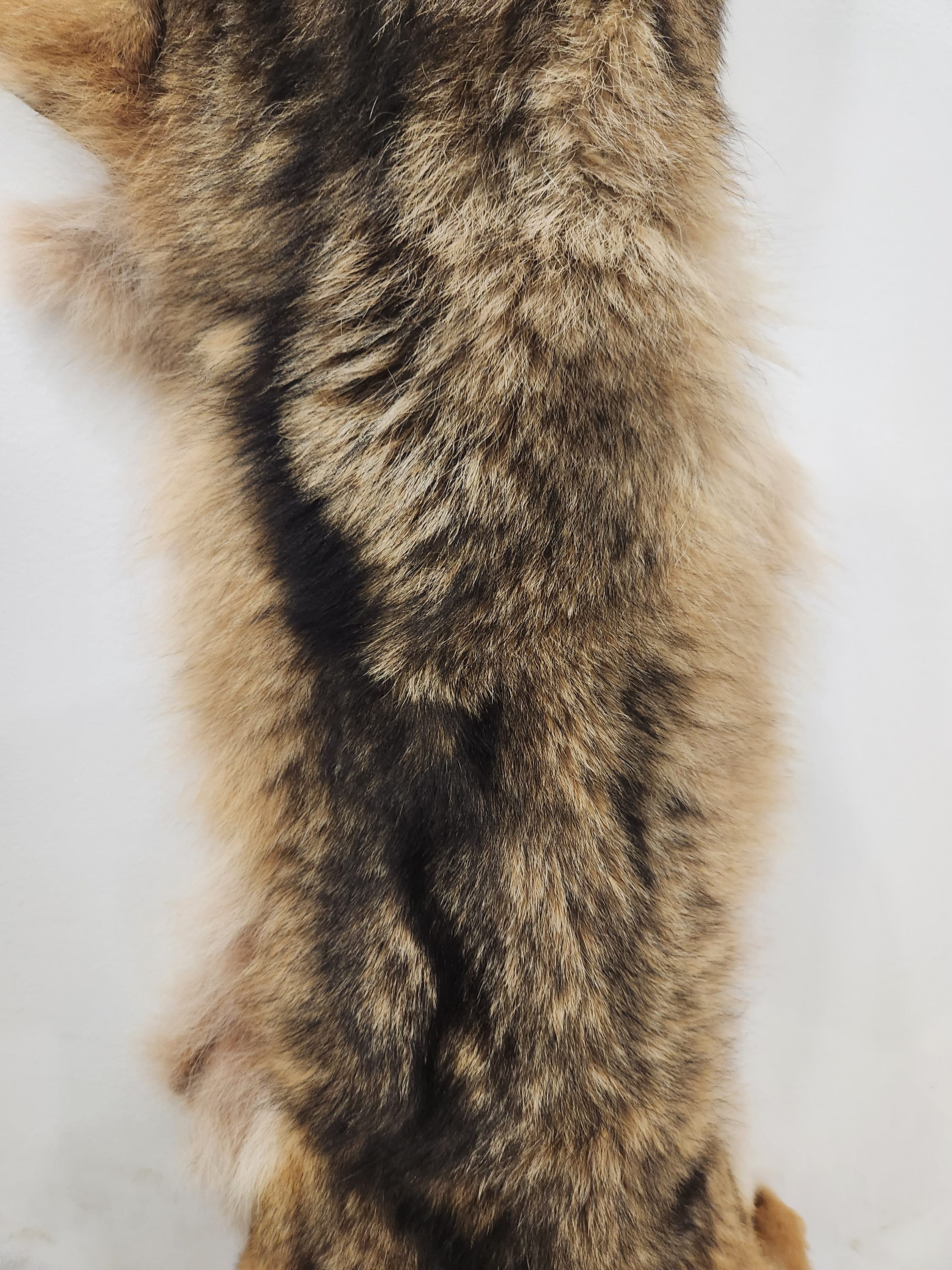 Tanned Coyote Pelt , Coyote Fur - Etsy