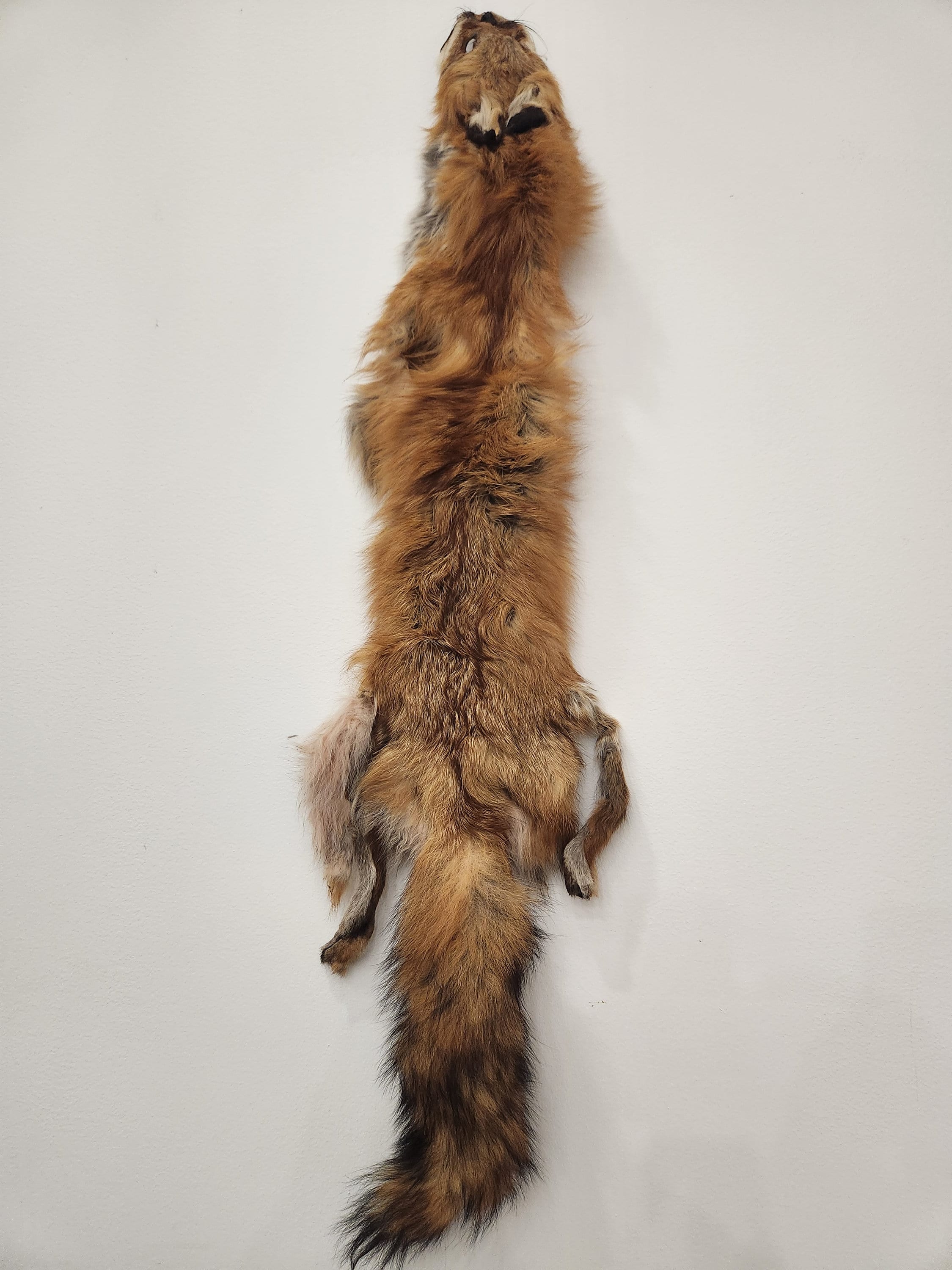 Tanned Red Fox Pelt Red Fox Fur - Etsy