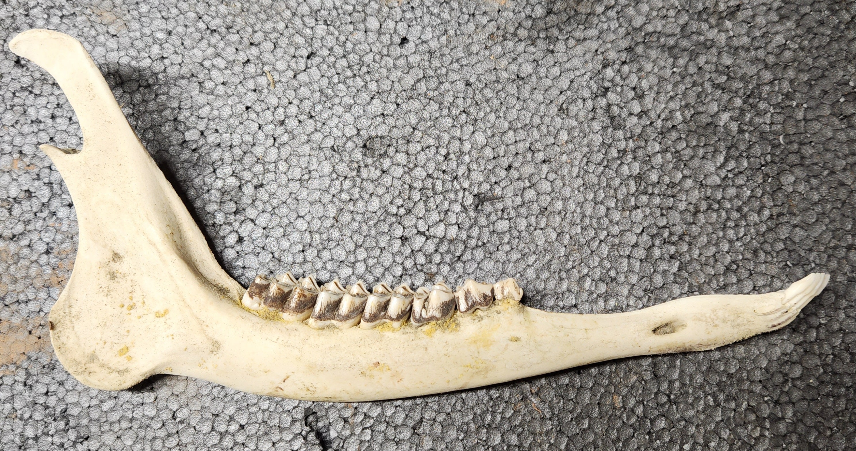 Whitetail Deer Jaw Bone - Real Bone - Etsy