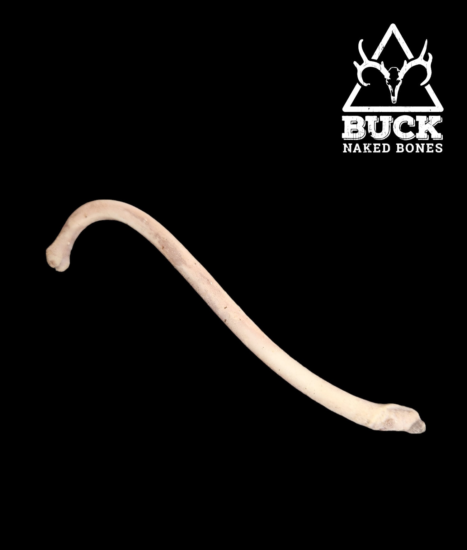 Raccoon Baculum Beetle Cleaned Real Bone - Etsy