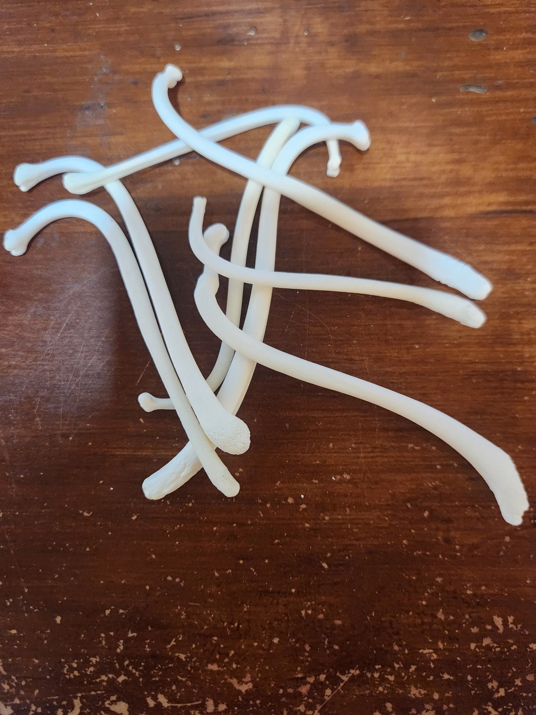 Raccoon Baculum Beetle Cleaned Degreased Whitened Real Bone - Etsy