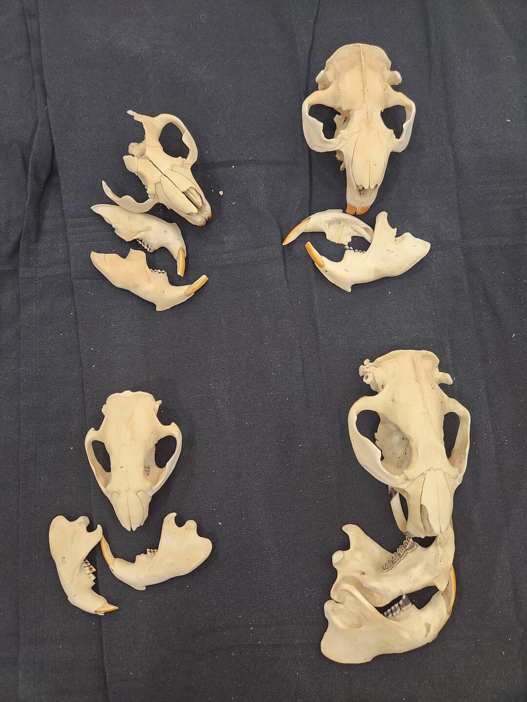 Beaver Skull Craft Lot 4 Skulls - Etsy