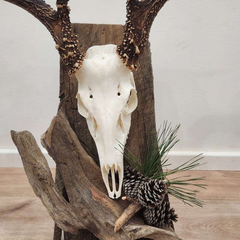 European Mount - Etsy