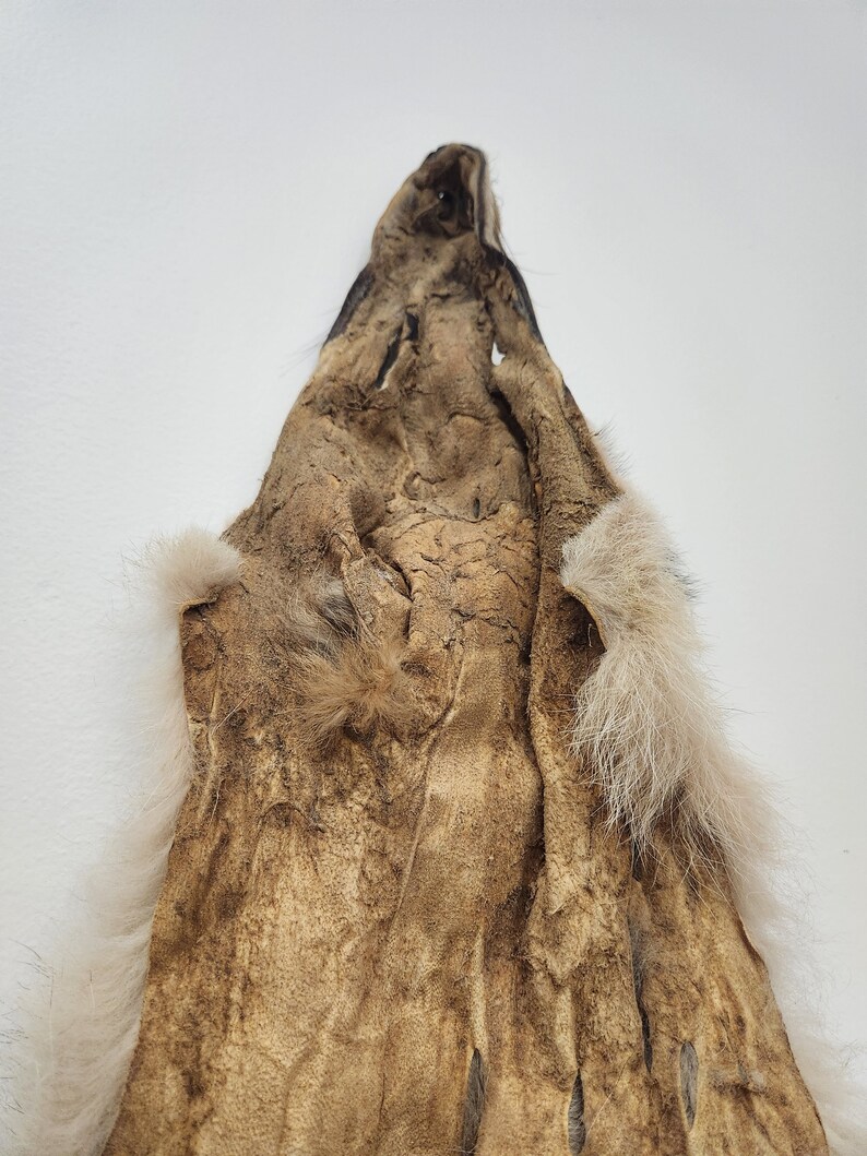 Tanned Coyote Pelt , Coyote Fur - Etsy