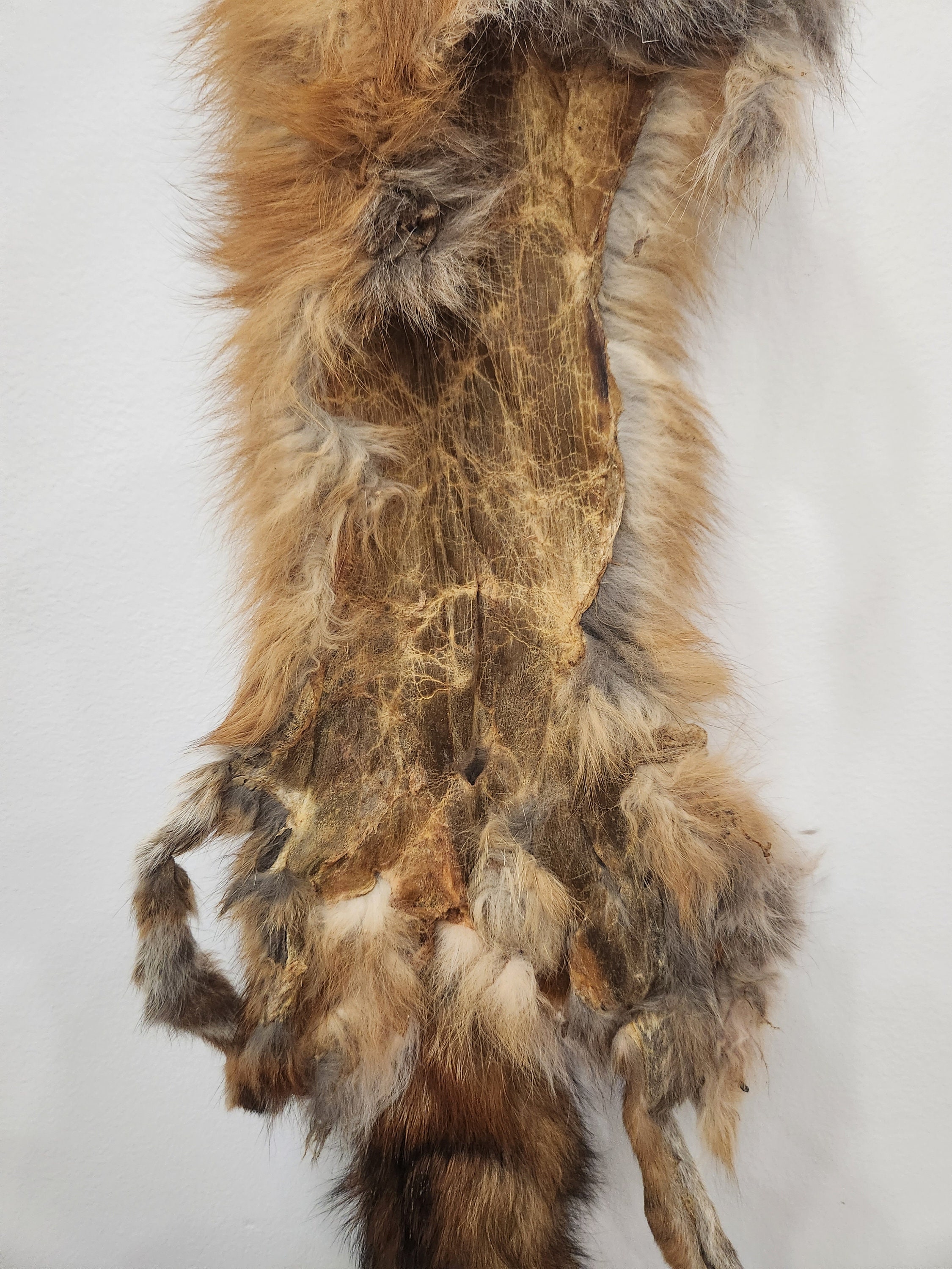 Tanned Red Fox Pelt Red Fox Fur - Etsy