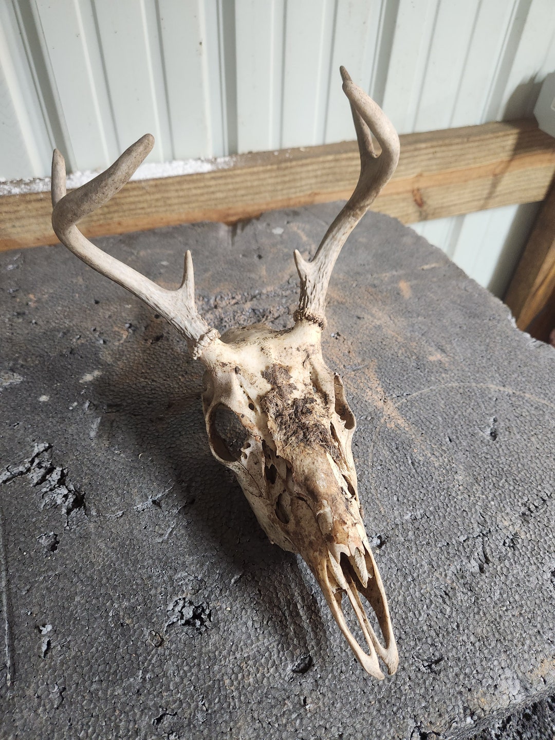 Whitetail Deer Six 6 Point Buck Skull Nature Cleaned - Etsy