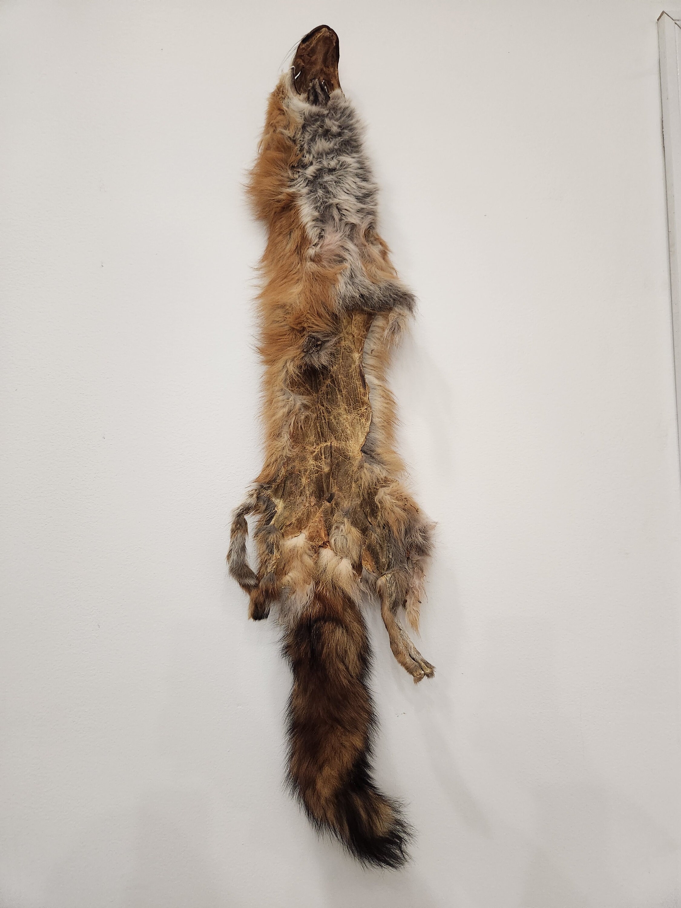 Tanned Red Fox Pelt Red Fox Fur - Etsy