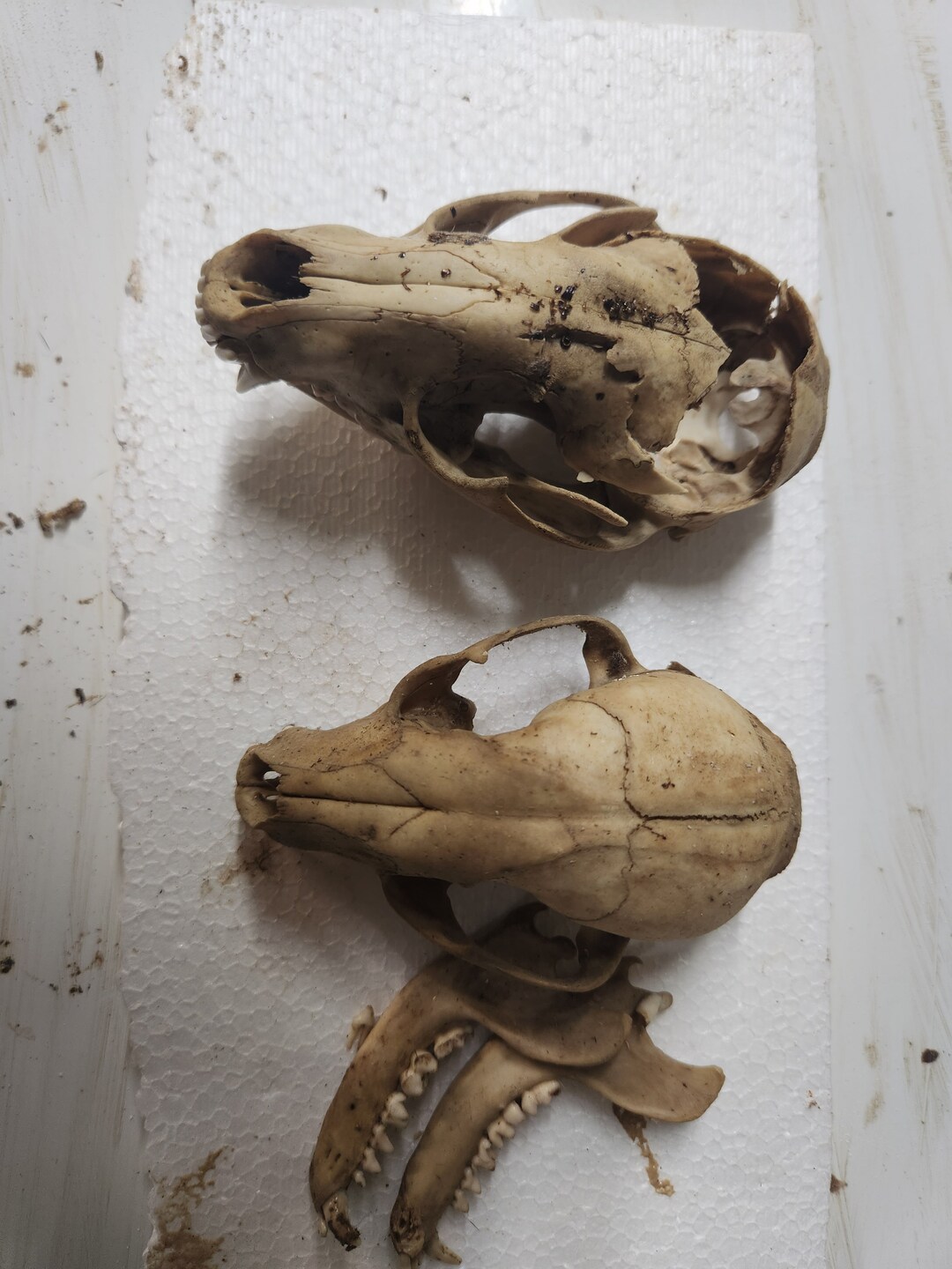 Beetle Cleaned Raccoon Skull Craft Lot - Etsy
