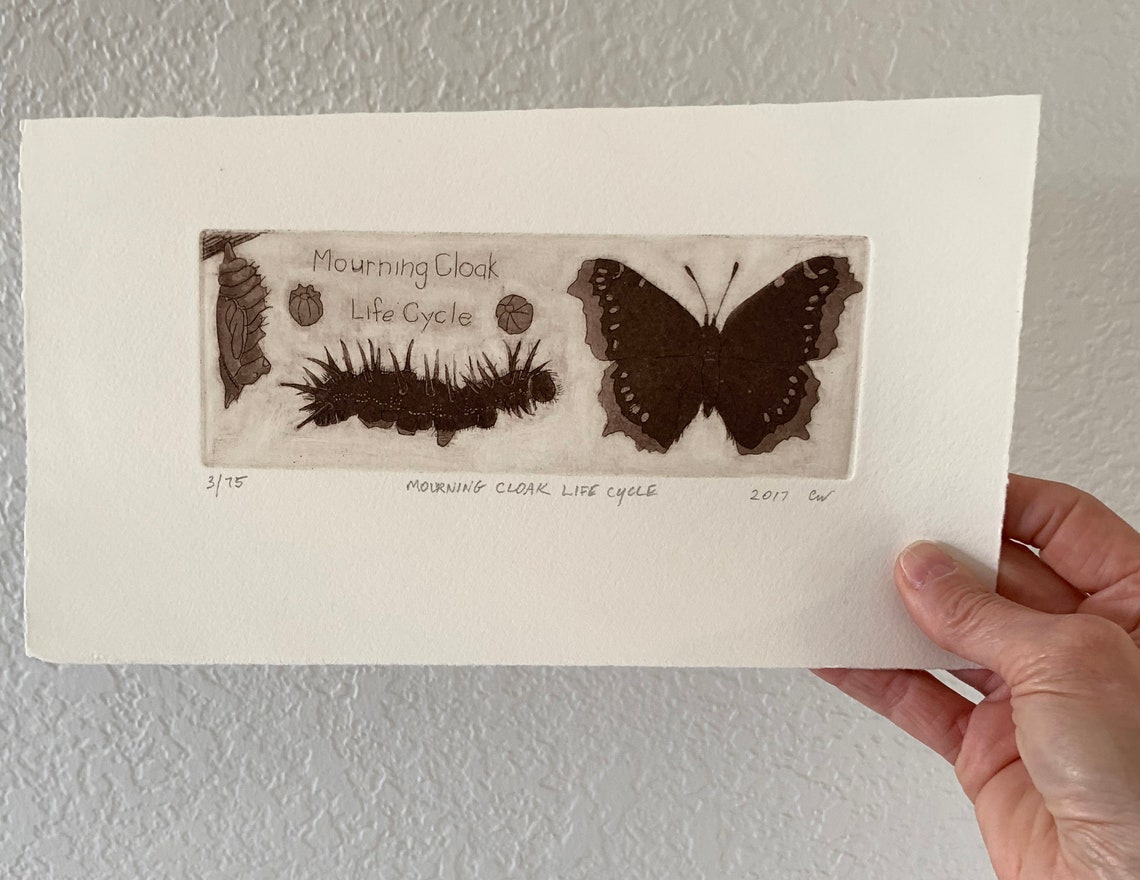 Mourning Cloak Life Cycle - Etsy