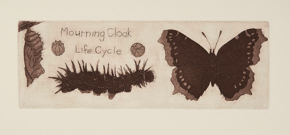 Mourning Cloak Life Cycle - Etsy