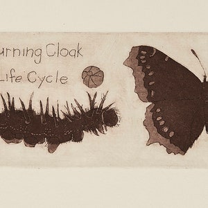 Mourning Cloak Life Cycle - Etsy