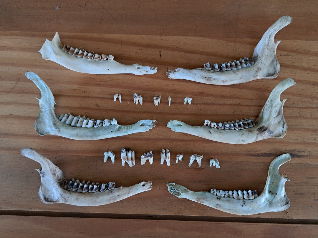 Deer Jaw Muntjac Jaw Muntjac Teeth Deer Teeth Animal - Etsy UK