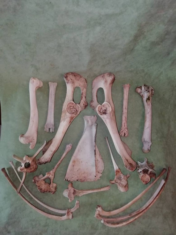 Craft Grade Bones Bone Bundle Bones Bulk Bulk Animal - Etsy UK
