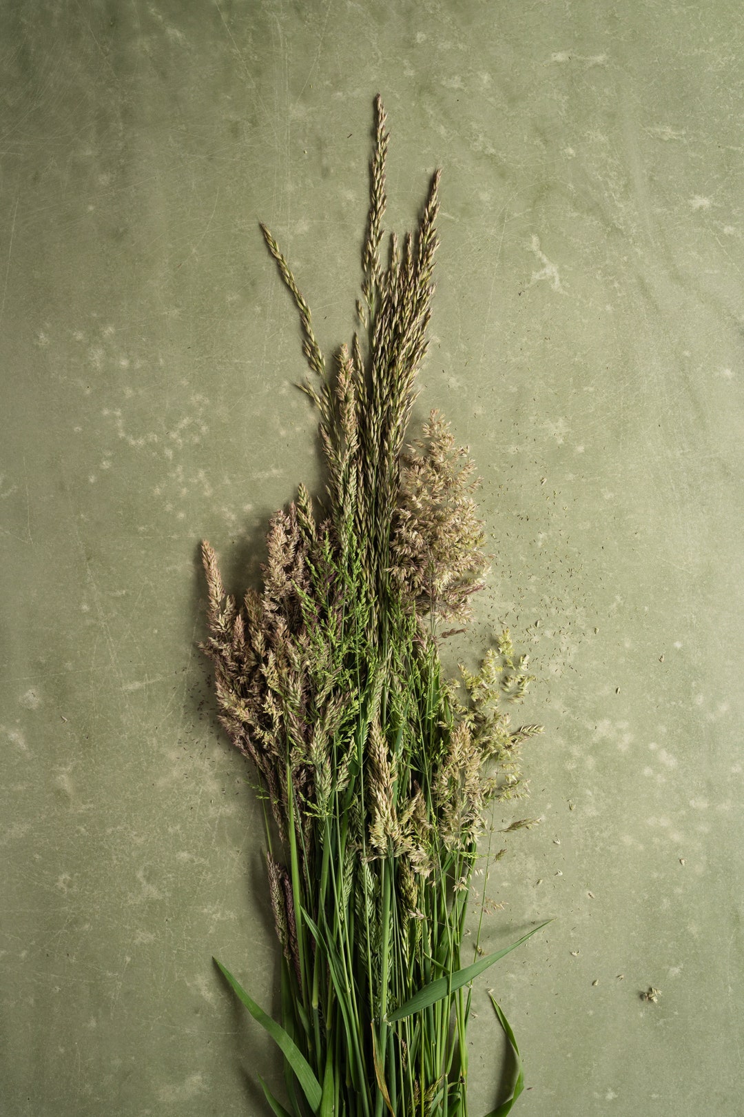 Moss Green Backdrop, Autumn Backdrop, Green Photo Background, Green ...