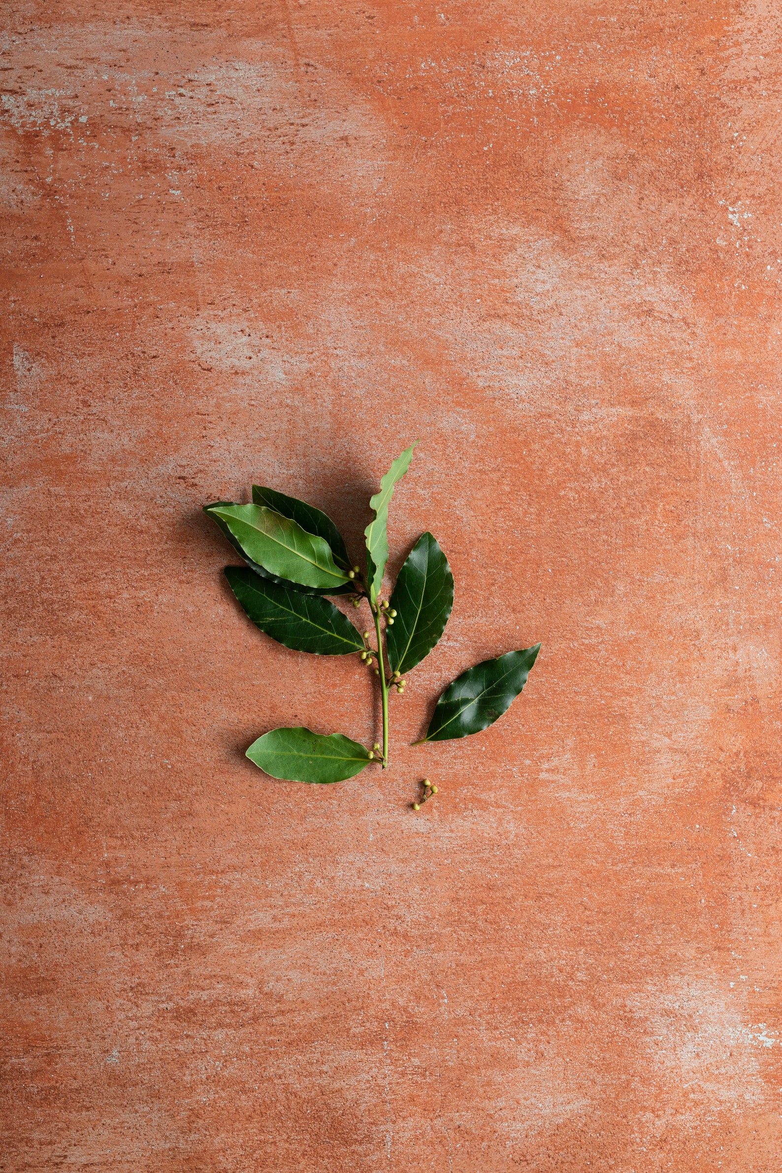 Terracotta Backdrop, Orange Backdrop, Textured Vinyl Backdrop ...