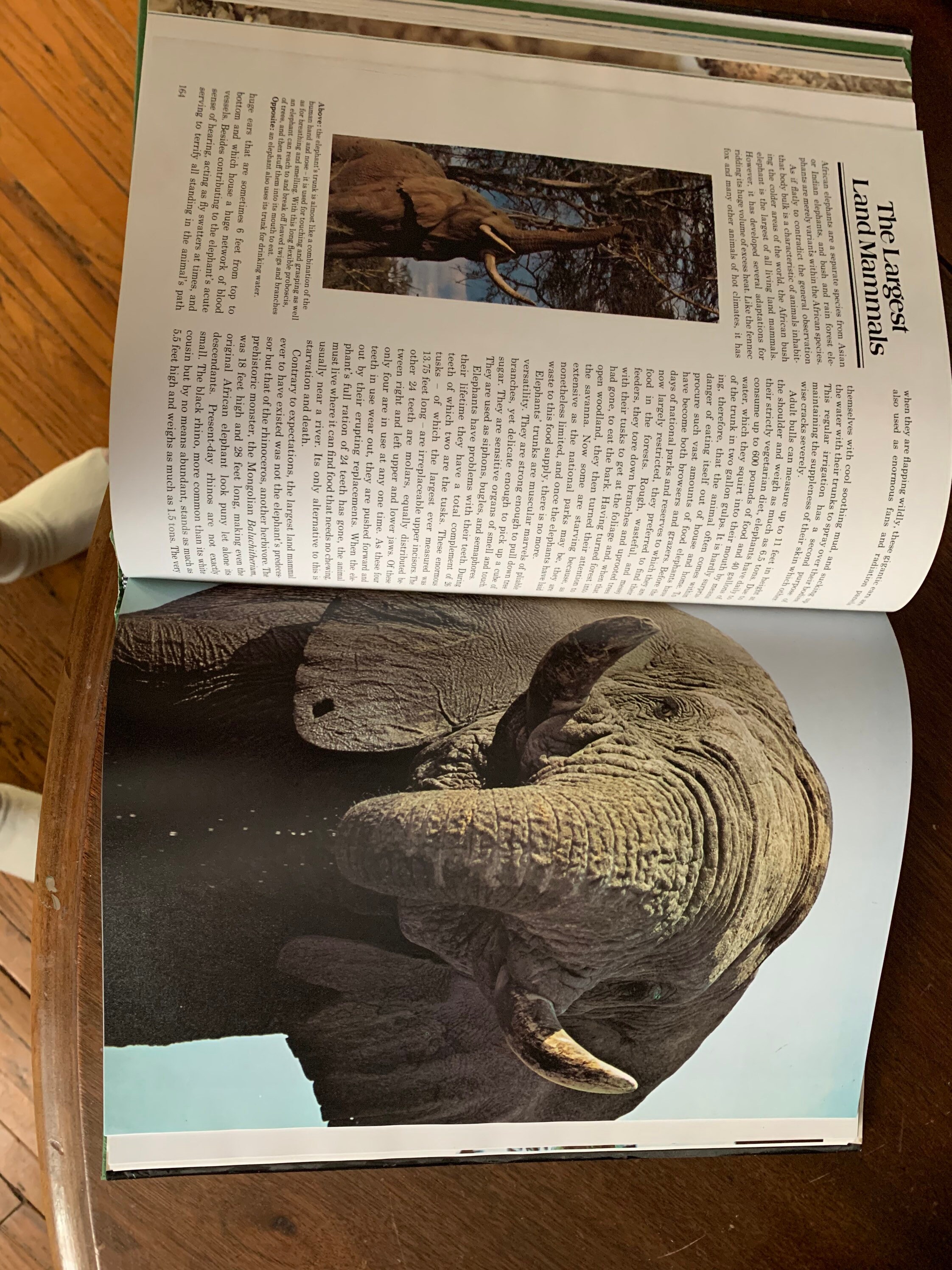 Vintage 1985 World of Wildlife Book - Etsy