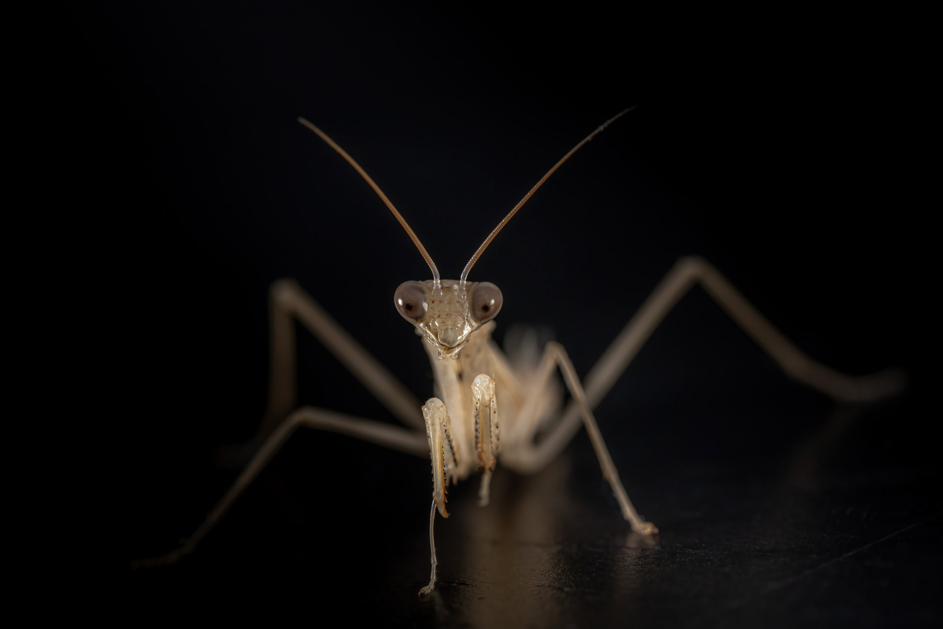 DIY Macro Photography Diffuser Files - Enhance Your Close-up Shots - Etsy