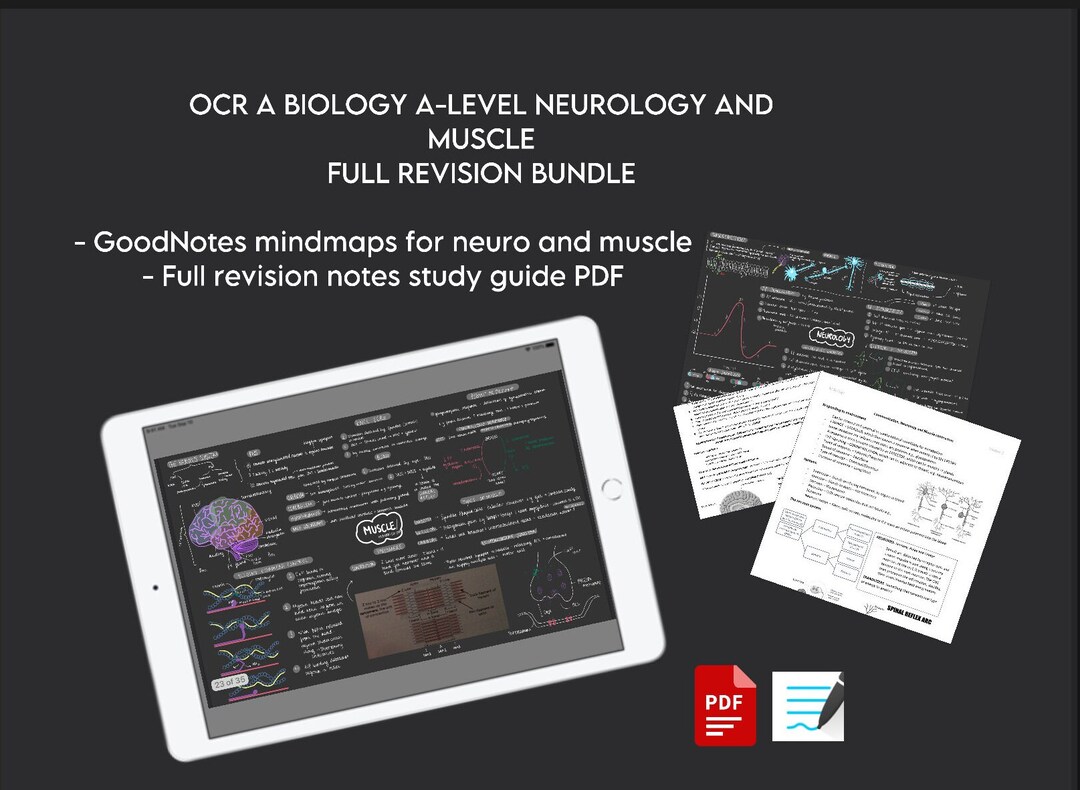 OCR A Biology A-level Neurology and Muscle Revision Bundle - Etsy