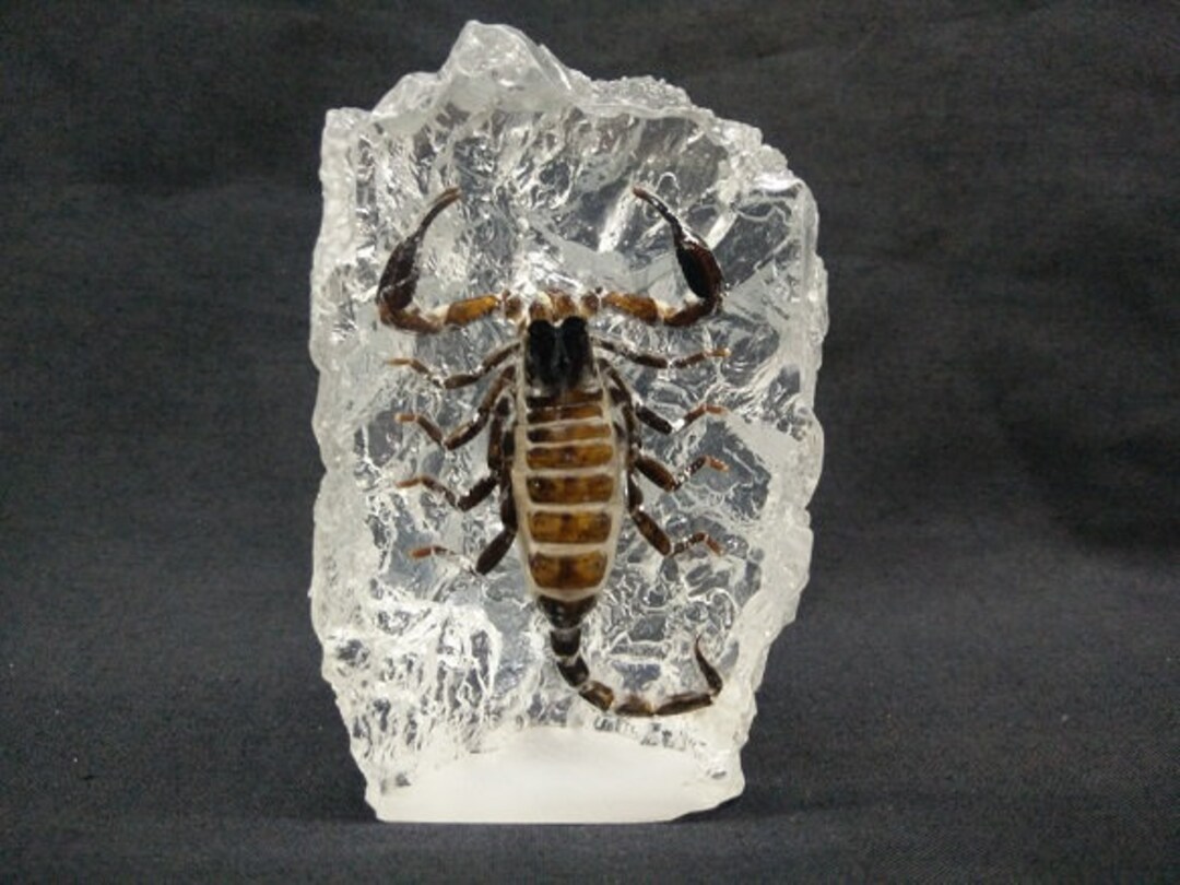 Real Scorpion in Resin Paperweight - Etsy