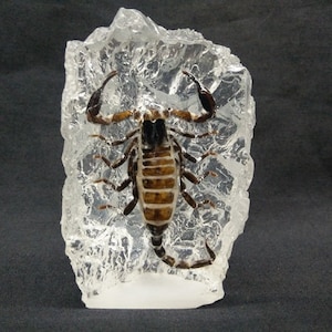 Real Scorpion in Resin Paperweight - Etsy