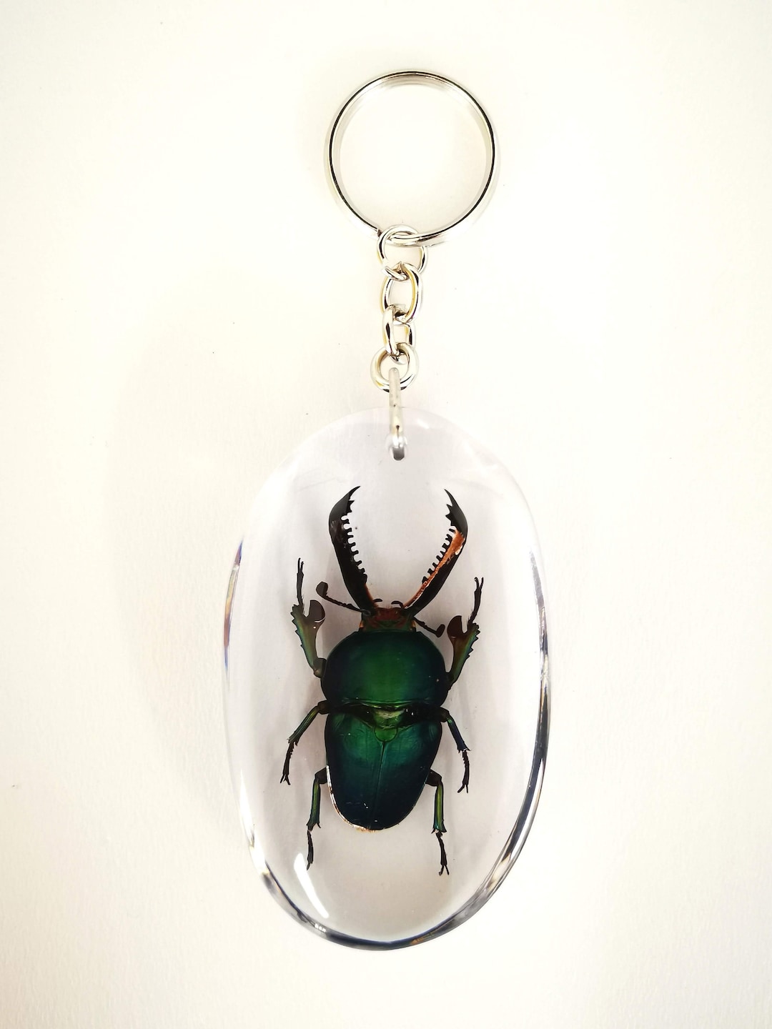Real Beetle Key Chain (green Stag) - Etsy