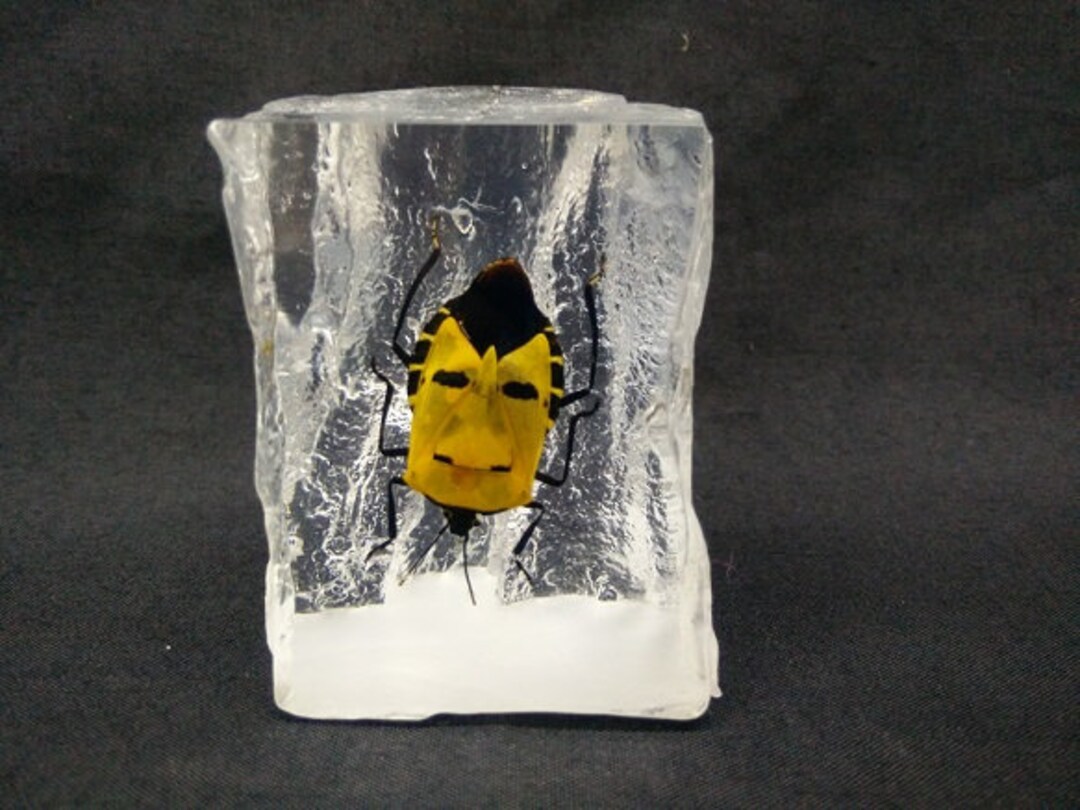 Real Beetle in Resin Paperweight (human Face Bug) - Etsy