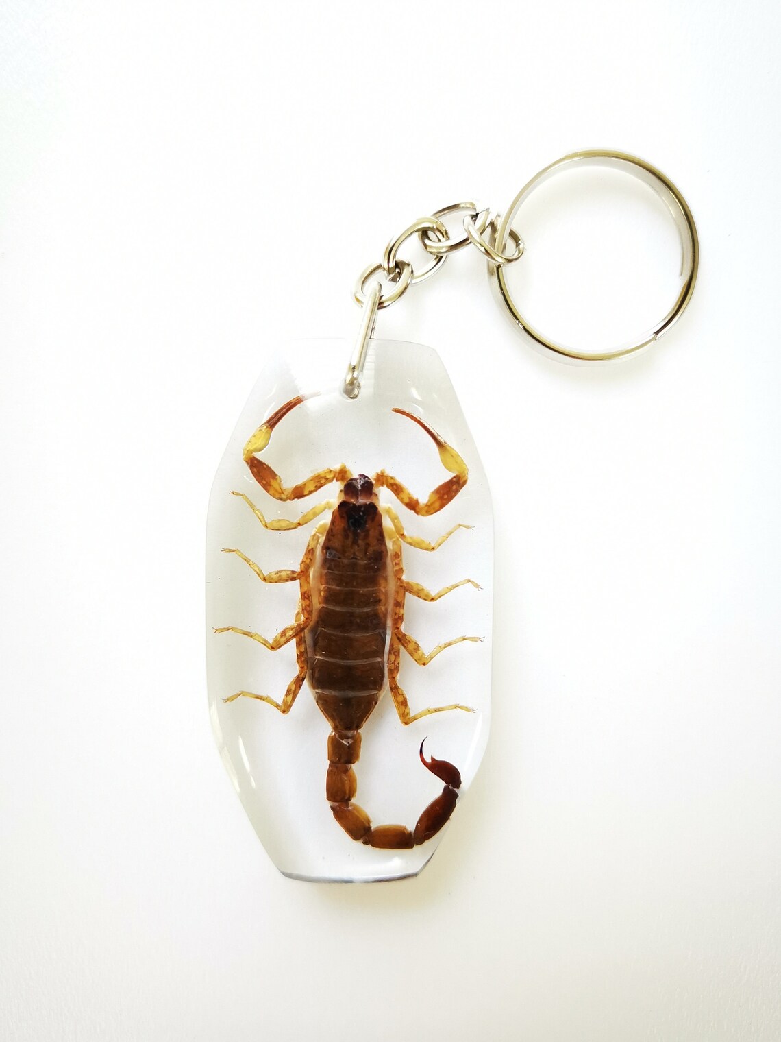 Real Scorpion Key Chain - Etsy