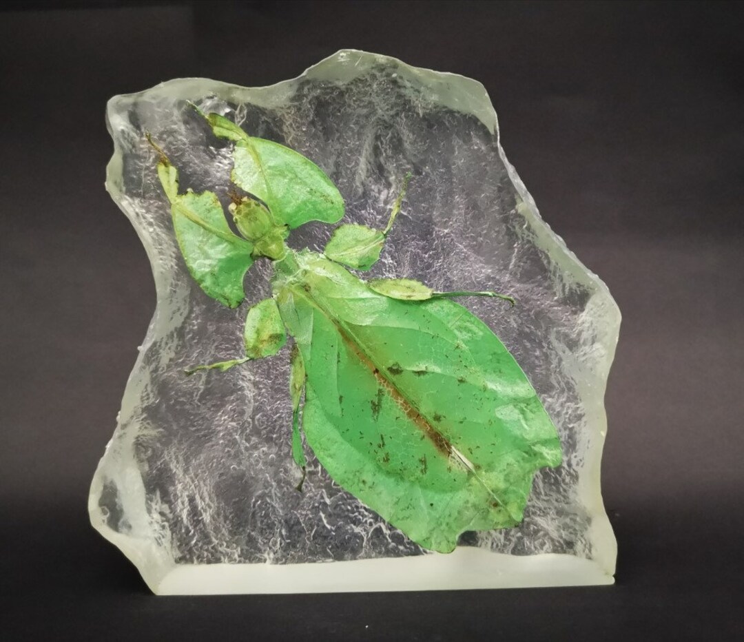 Leaf Insect in Resin (phyllium Giganteum) - Etsy