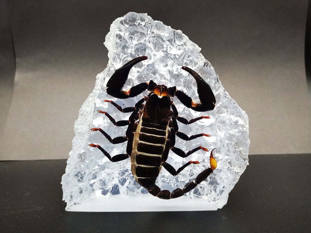 Real Scorpion in Resin Paperweight - Etsy