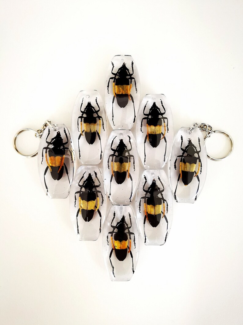Real Beetle Key Chain Yellow Longhorn - Etsy